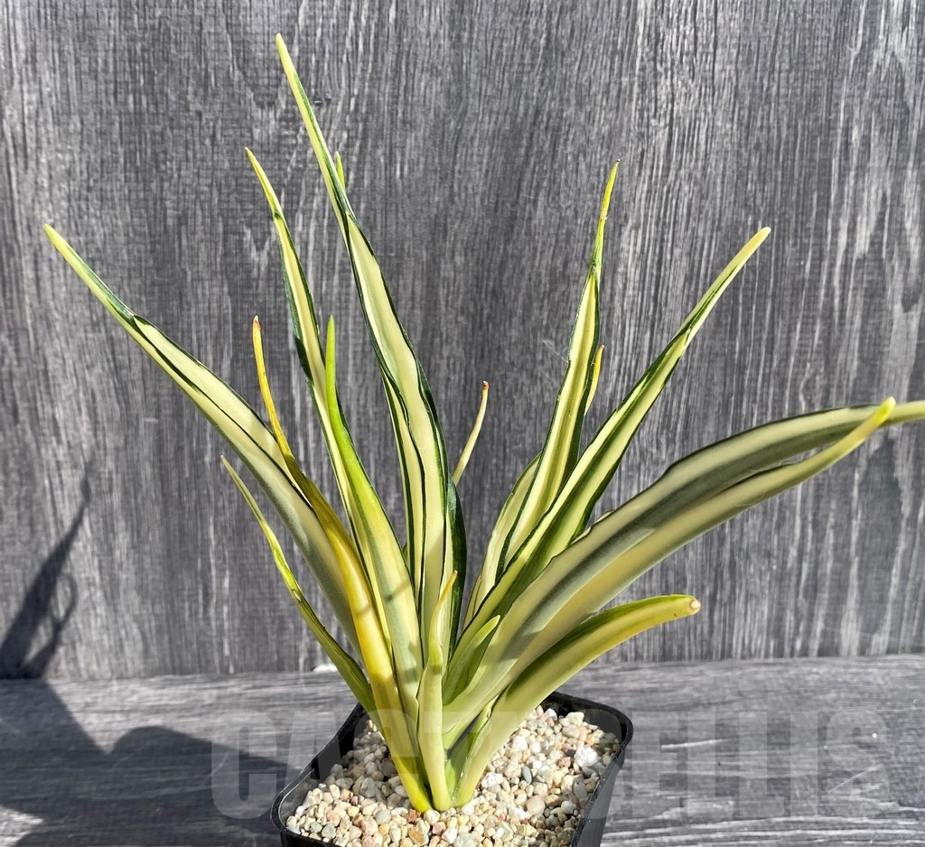 SHPR20983 Sansevieria parva lancet f. variegata white – Cactus-online
