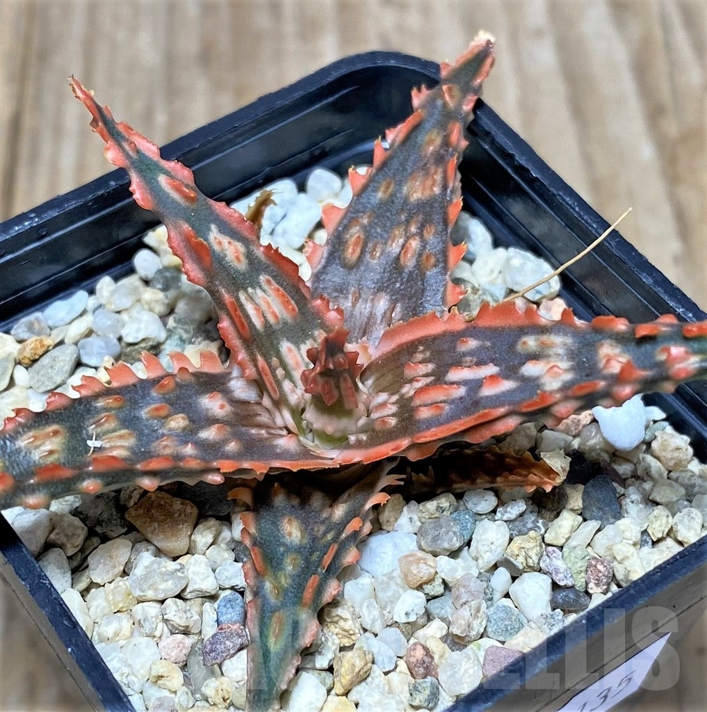 SHPR21135 Aloe TCT hybrid - Кактус онлайн