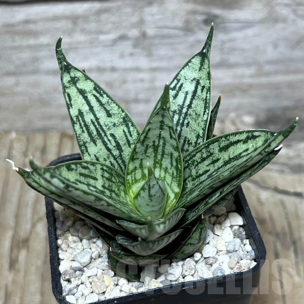 SHPR21389 Sansevieria ‘Margarita’ – Cactus-online