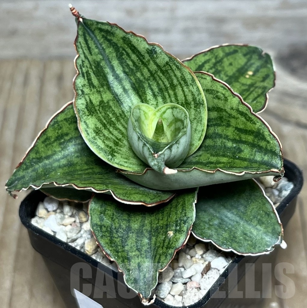 SHPR21405 Sansevieria ‘Hobbit’ – Cactus-online
