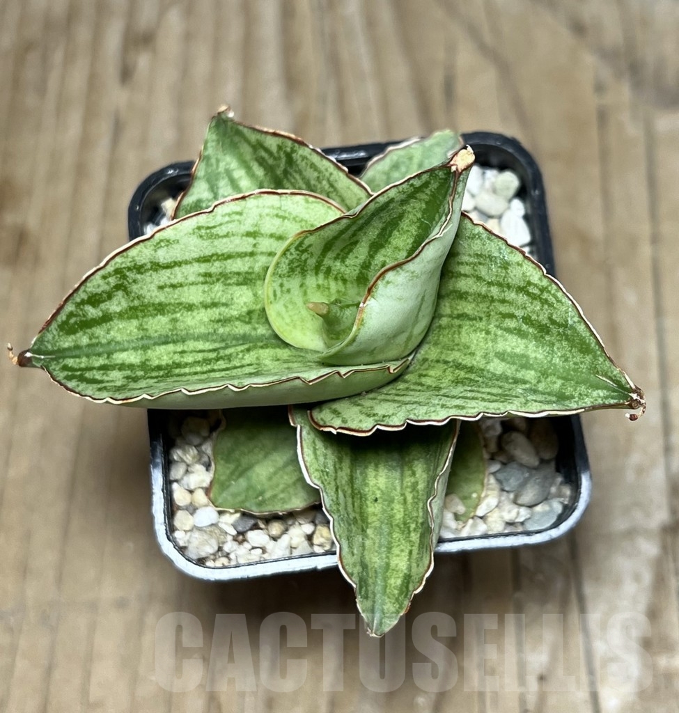 SHPR21406 Sansevieria ‘Hobbit’ – Cactus-online