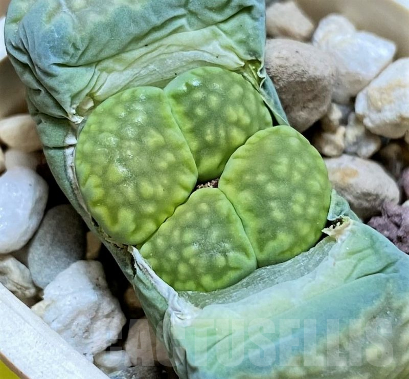 SH5088 Lithops julii ssp. fulleri ‘Fullergreen’ C056A, SH1696 – Cactus ...