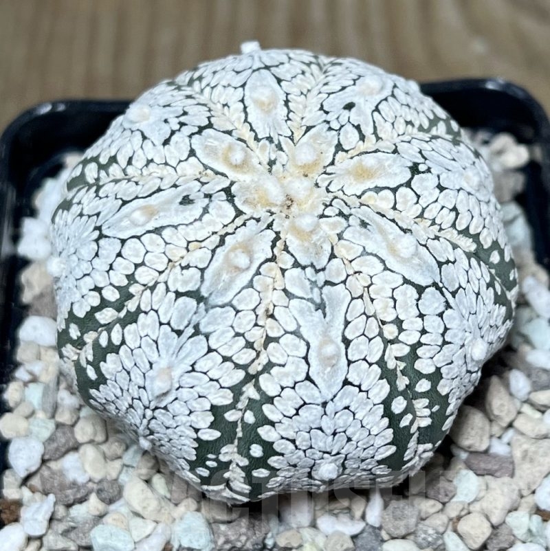 SHPR22586 Astrophytum asterias ‘Miracle’ V-Type – Cactus-online