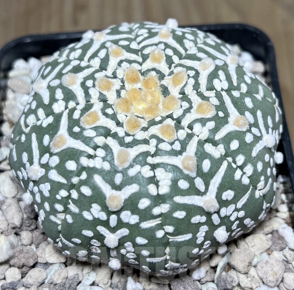 SHPR22587 Astrophytum asterias ‘Miracle’ V-Type – Cactus-online