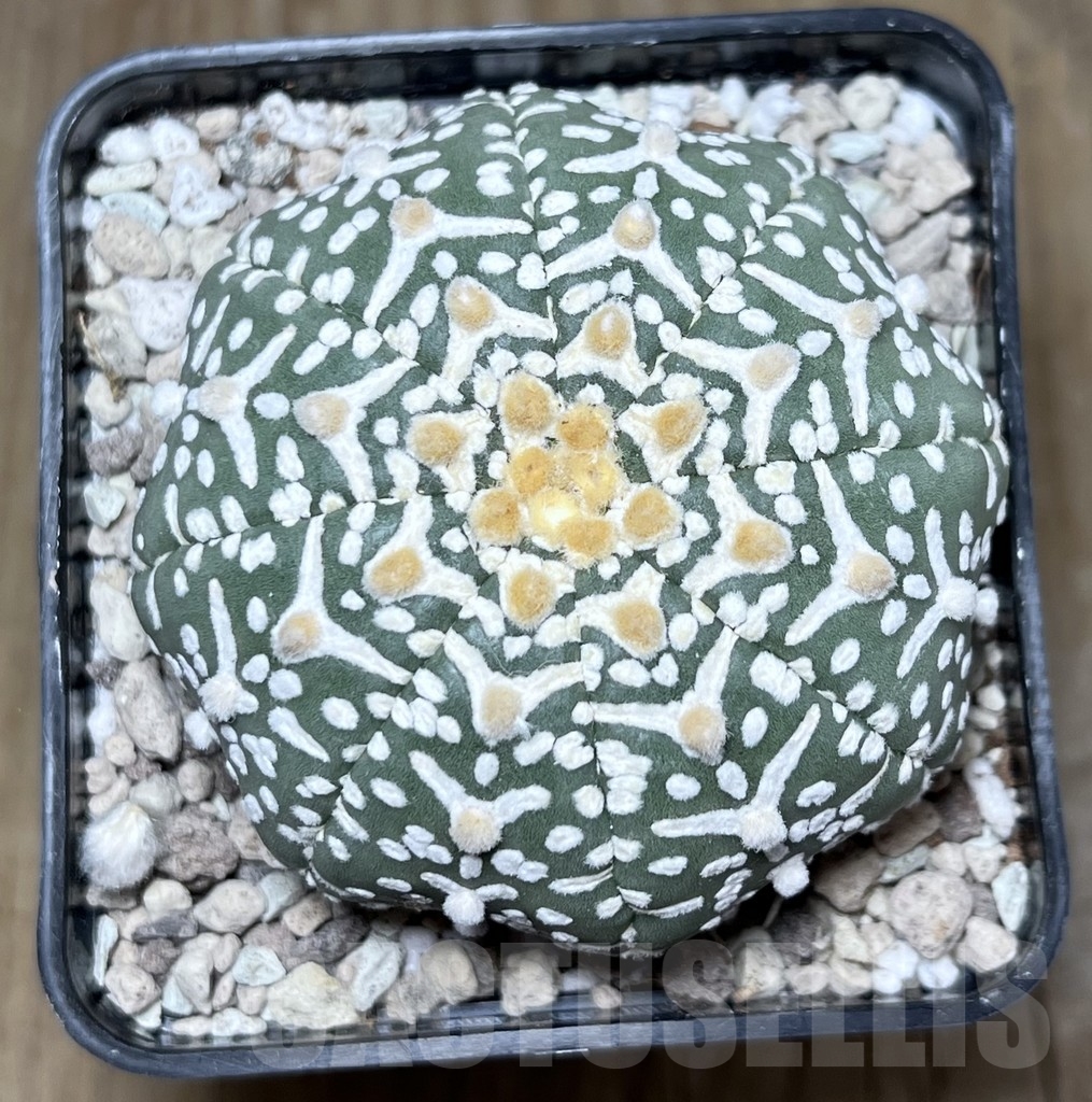 SHPR22587 Astrophytum asterias ‘Miracle’ V-Type – Cactus-online