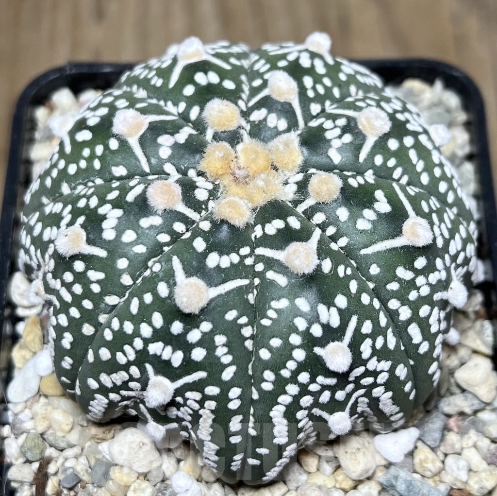 SHPR22588 Astrophytum asterias ‘Miracle’ V-Type – Cactus-online