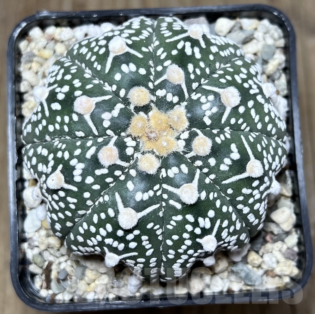 SHPR22588 Astrophytum asterias ‘Miracle’ V-Type – Cactus-online