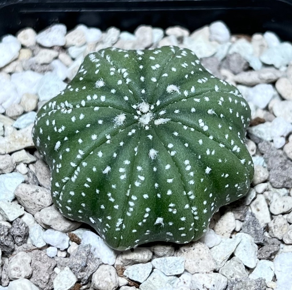 SHPR22589 Astrophytum asterias ‘Miracle’ – Cactus-online