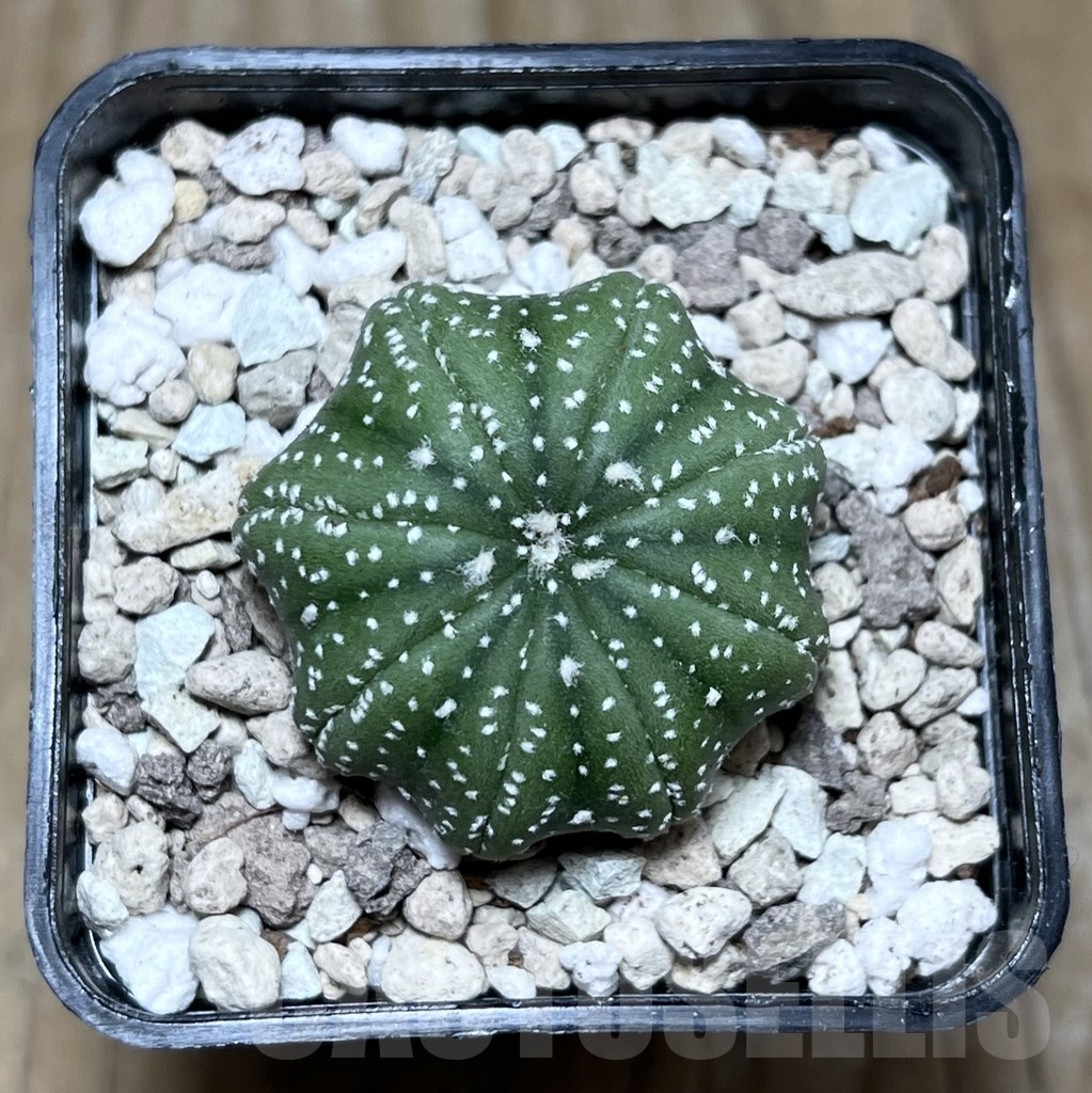 SHPR22589 Astrophytum asterias ‘Miracle’ – Cactus-online