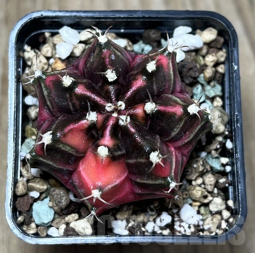 SHPR22666 Gymnocalycium friedrichii f. variegata, seedling – Cactus-online