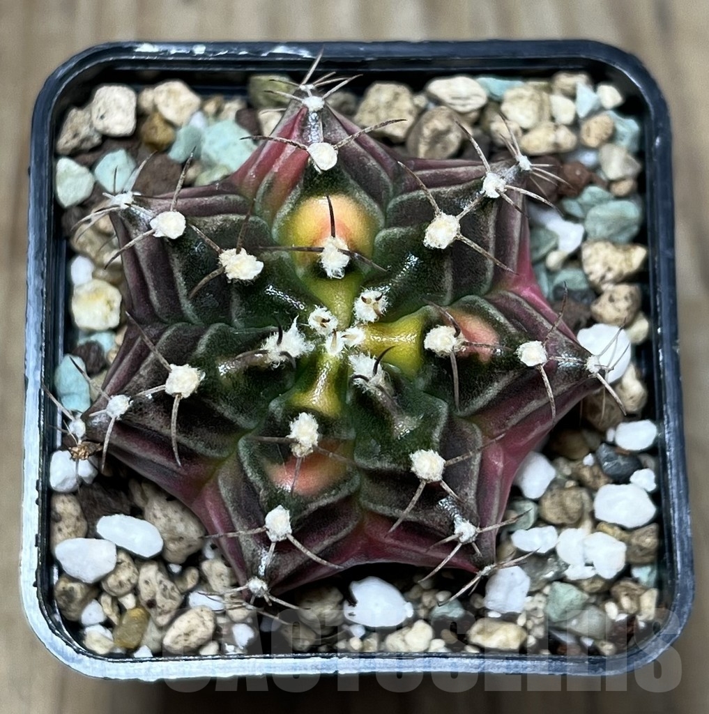 SHPR22667 Gymnocalycium friedrichii f. variegata, seedling – Cactus-online