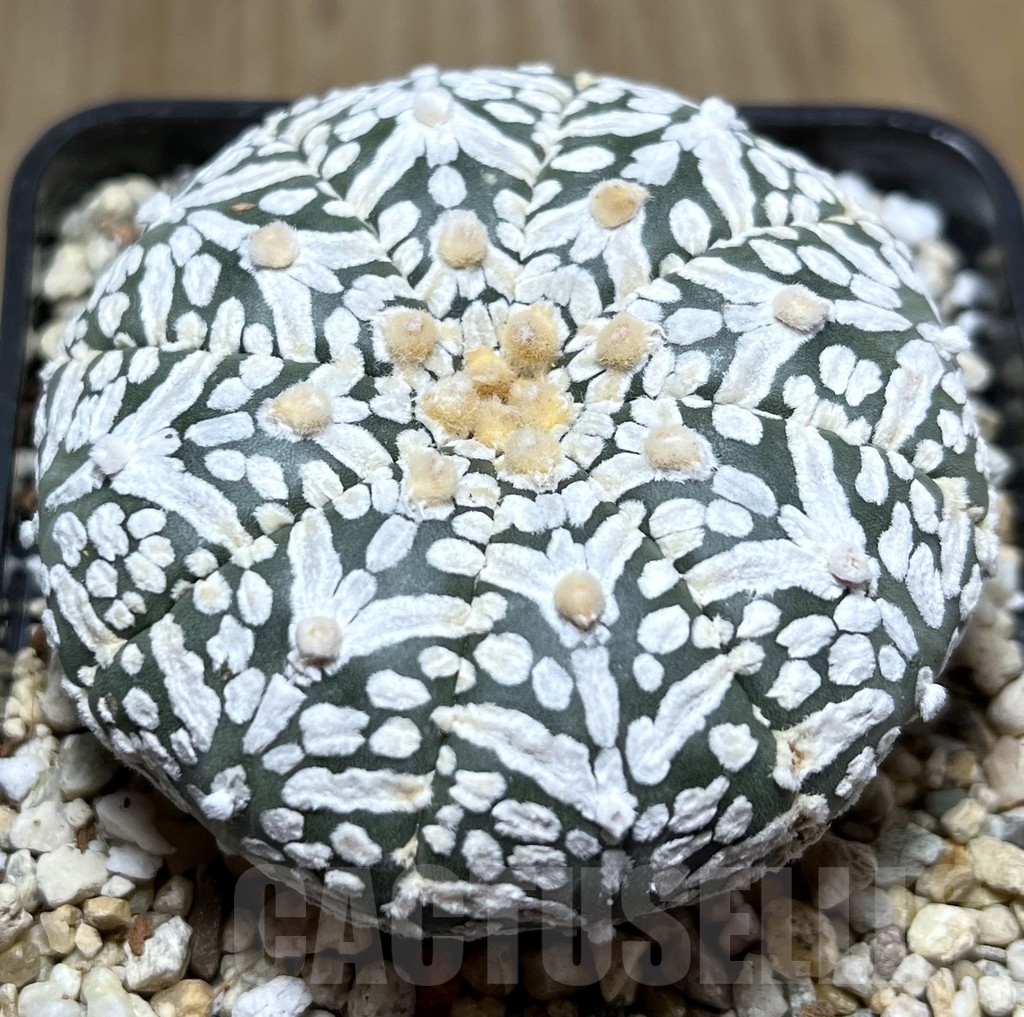 SHPR22984 Astrophytum asterias ‘Super Kabuto’ V-Type – Cactus-online