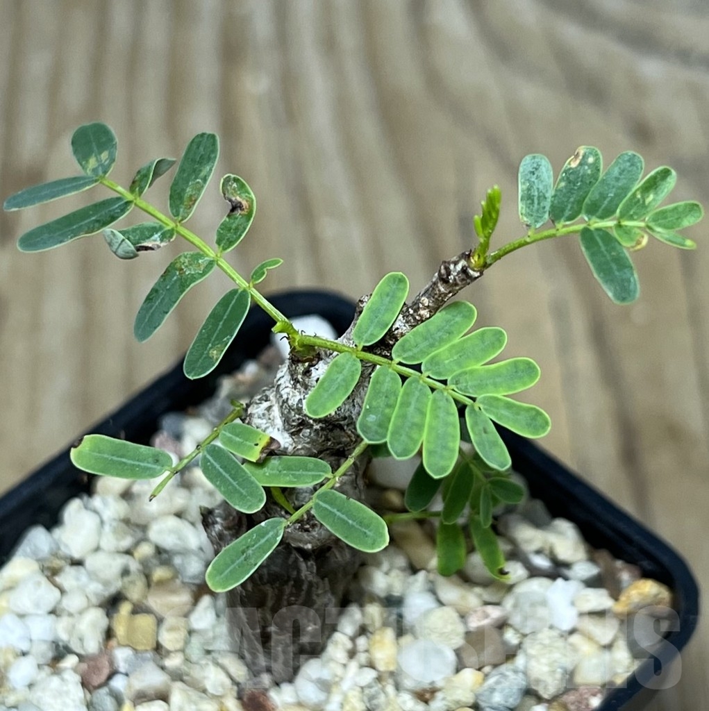 SHPR23043 Senna meridionalis – Cactus-online
