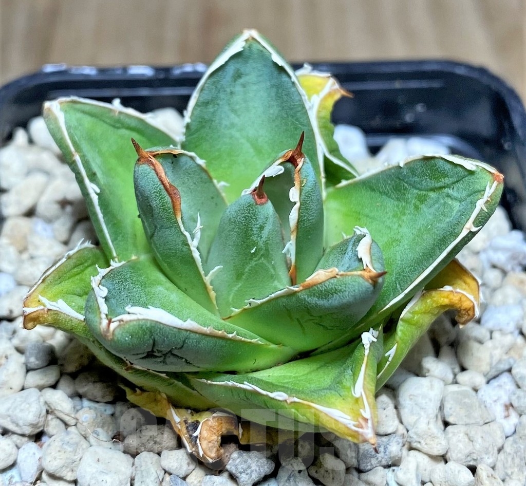 SHPR21965 Agave filifera ‘Ultra compact’ – Cactus-online