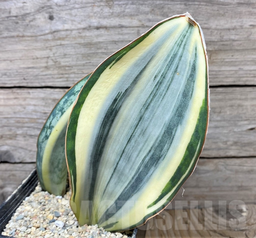 SHPR22060 Sansevieria ‘Masoniana’ f. variegata – Cactus-online