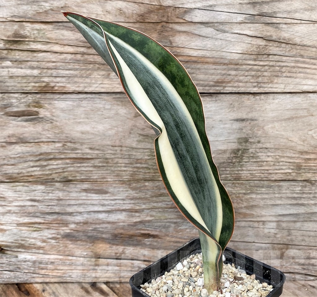 SHPR22072 Sansevieria ‘Masoniana’ f. variegata – Cactus-online
