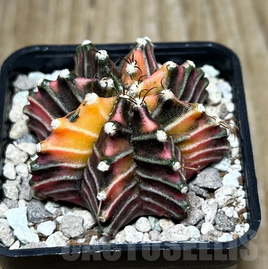 SHPR21585 Gymnocalycium friedrichii LB f. variegata, seedling - Кактус онлайн