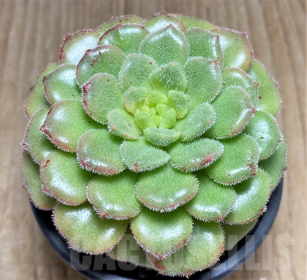 SHPR22404 Echeveria ‘Sugar Coral’ – Cactus-online