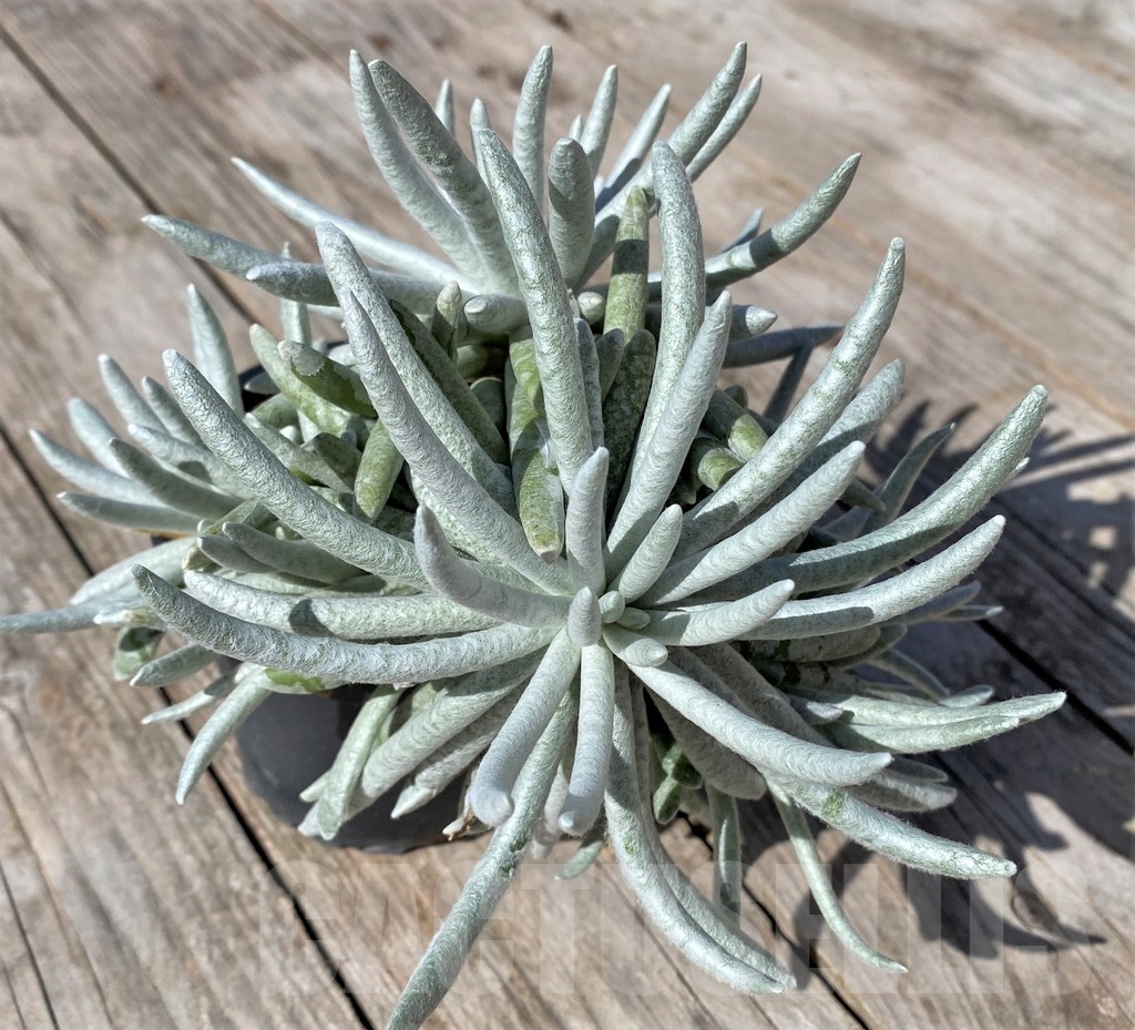 SHPR22469 Senecio scaposus – Cactus-online