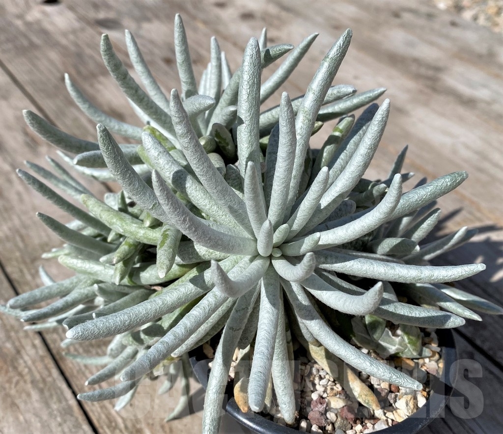SHPR22469 Senecio scaposus – Cactus-online