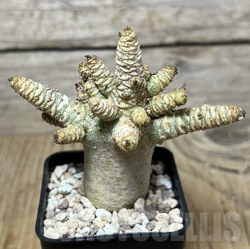 SHPR21653 Adenium mini – Cactus-online