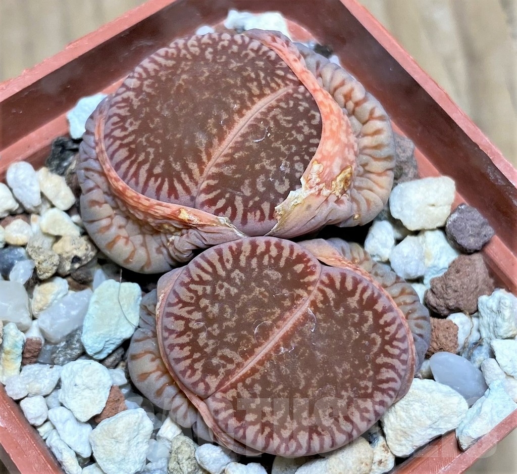 SHPR22850 Lithops aucampiae ‘Red Danielskuil’ - Кактус онлайн