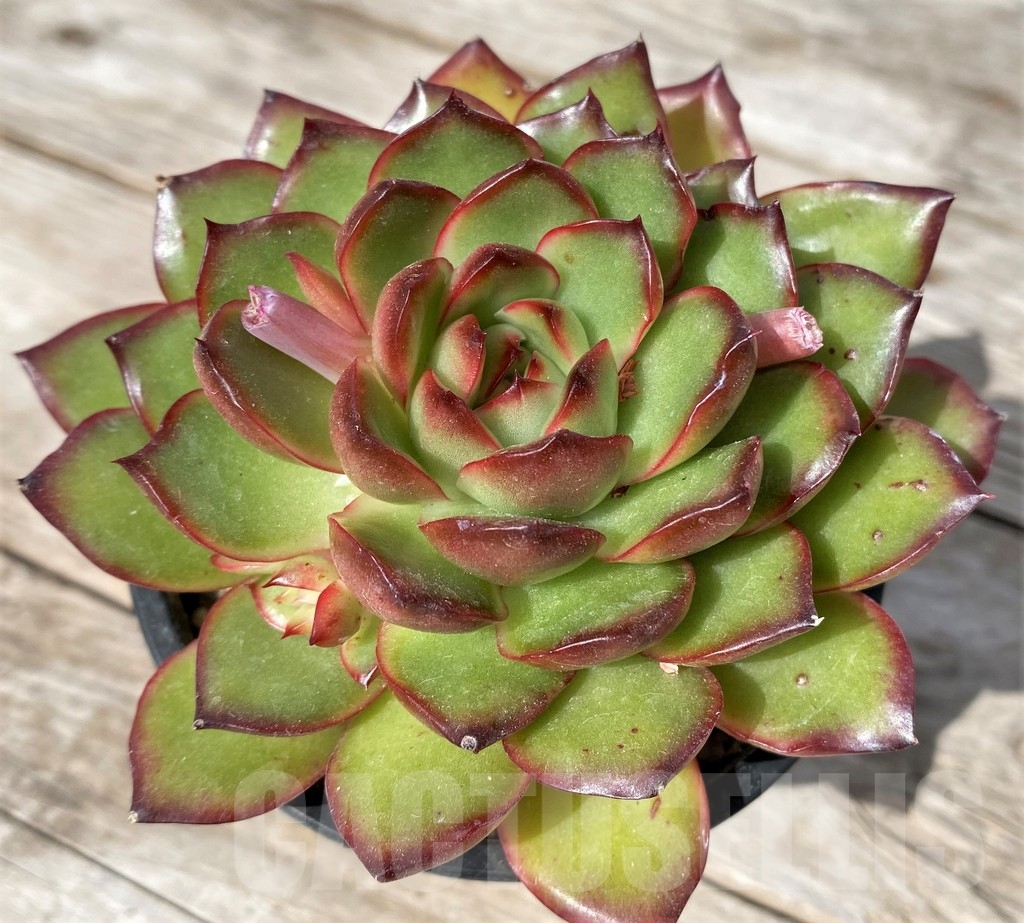 SHPR23049 Echeveria 'Polaroid Anna' - Кактус онлайн
