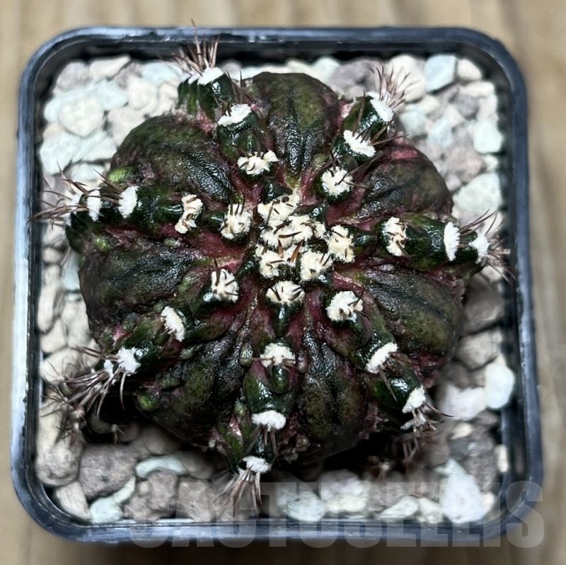 SHPR21928 Gymnocalycium mihanovichii ‘T-rex’ – Cactus-online