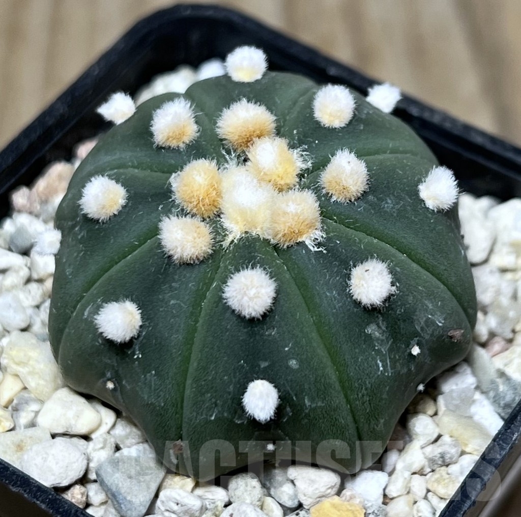 SHPR21973 Astrophytum asterias ‘Miracle Ooibo’ – Cactus-online