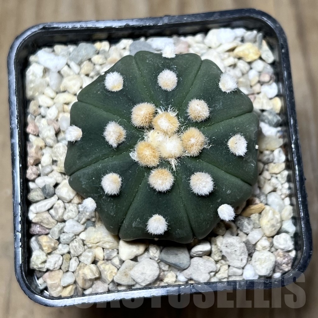 SHPR21973 Astrophytum asterias ‘Miracle Ooibo’ – Cactus-online