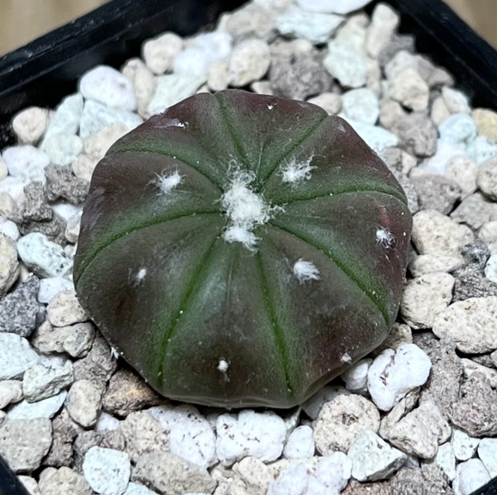 SHPR21974 Astrophytum asterias ‘Purple skin’ – Кактус онлайн