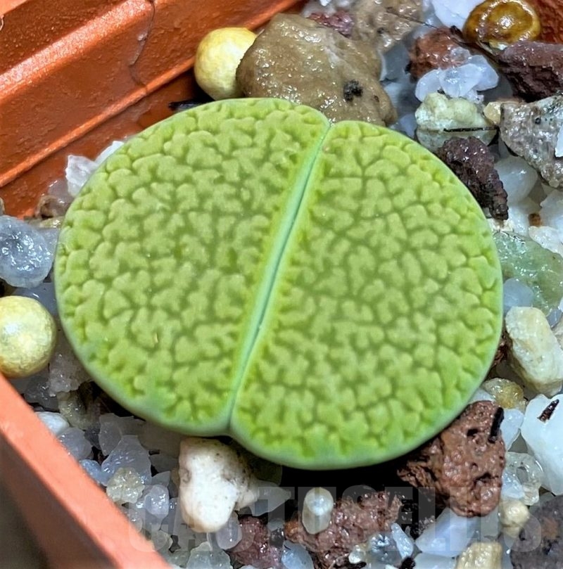 SHPR23176 Lithops hookeri v. dabneri 'Annarosa' - Кактус онлайн