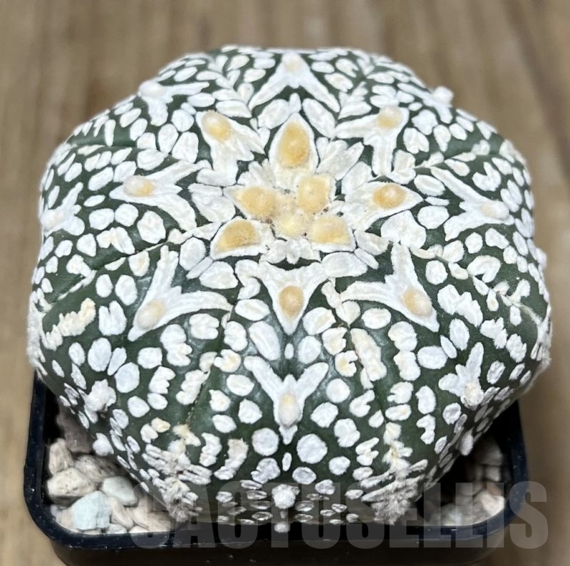 SHPR22096 Astrophytum asterias ‘Miracle’ V-Type – Cactus-online