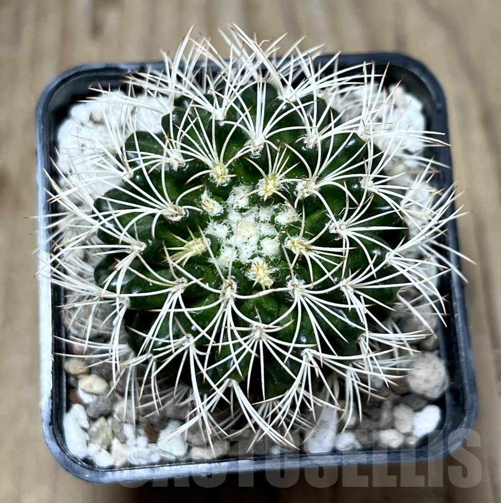 SHPR22126 Discocactus araneispinus - Кактус онлайн