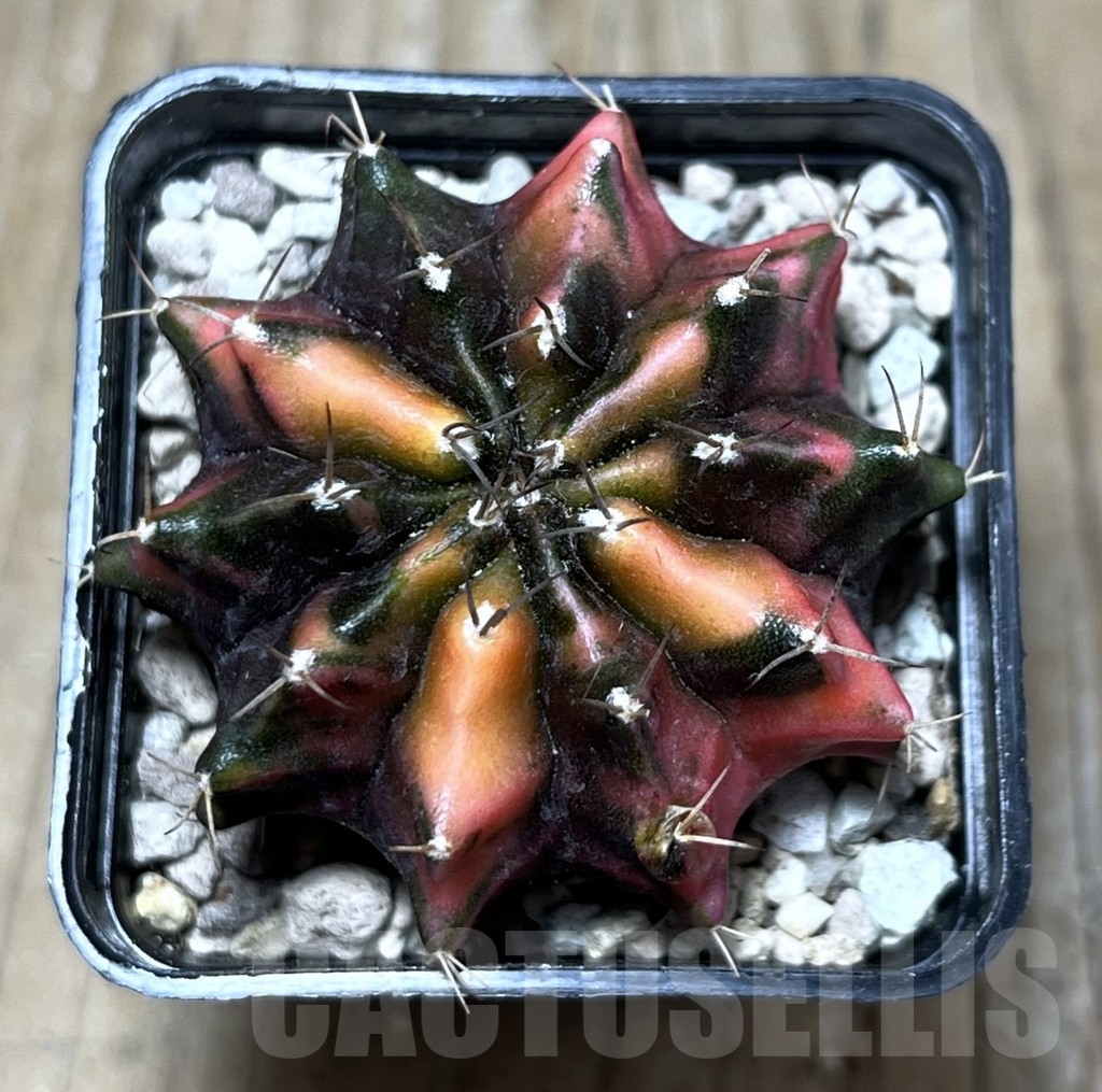 SHPR22150 Gymnocalycium friedrichii f. variegata, seedling – Cactus-online