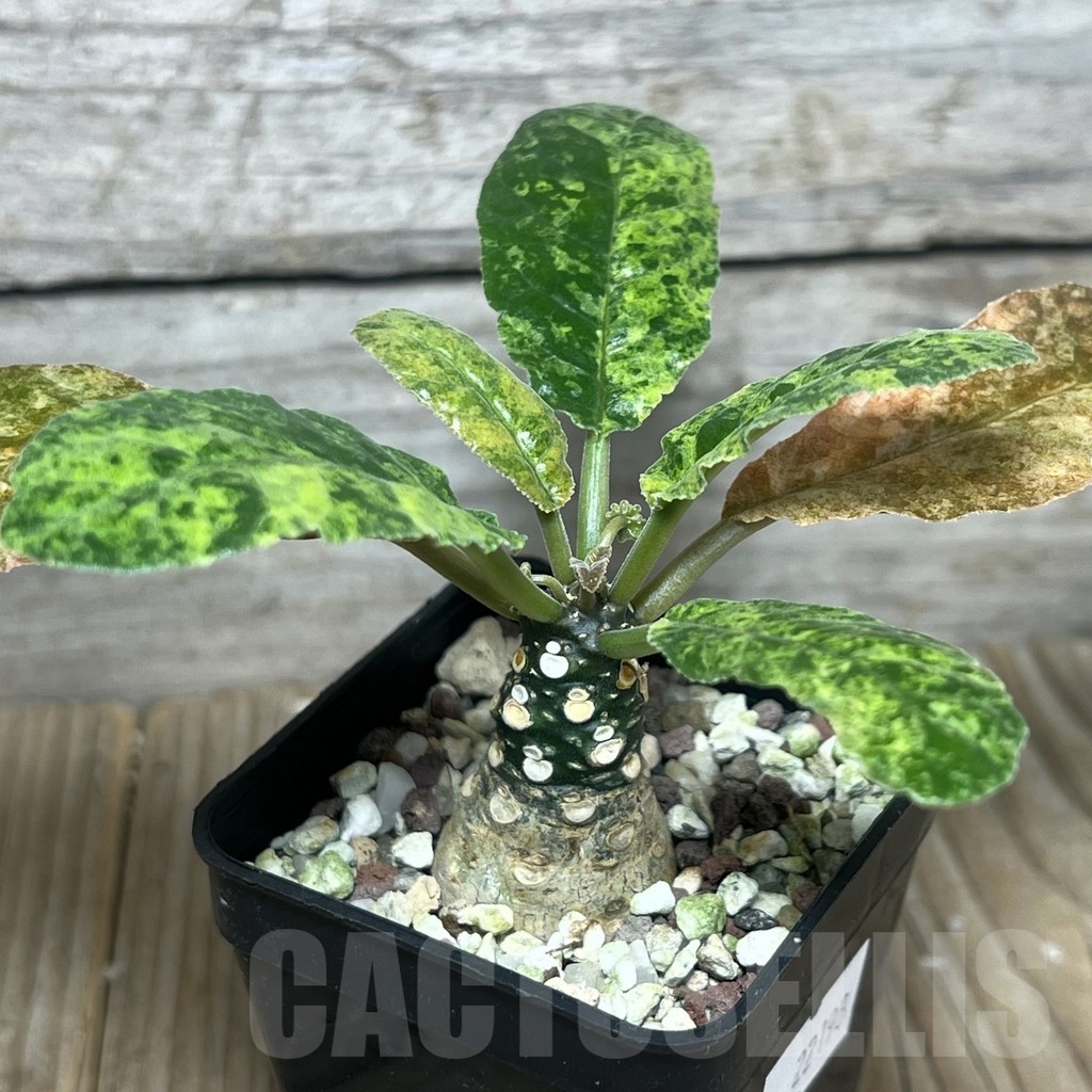 SHPR22198 Dorstenia foetida f. variegata - Кактус онлайн