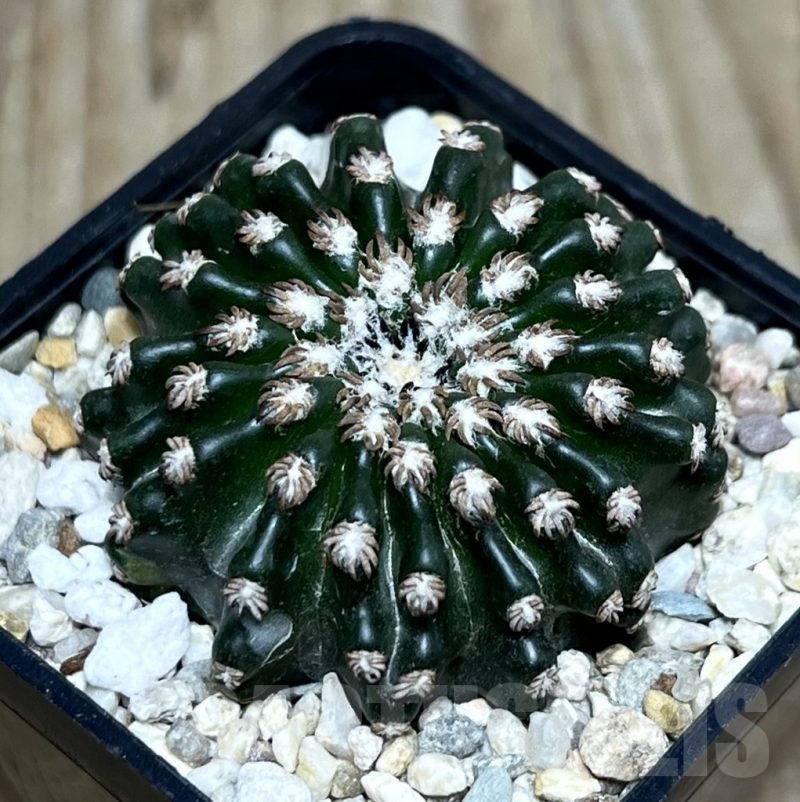SHPR22293 Discocactus horstii – Cactus-online