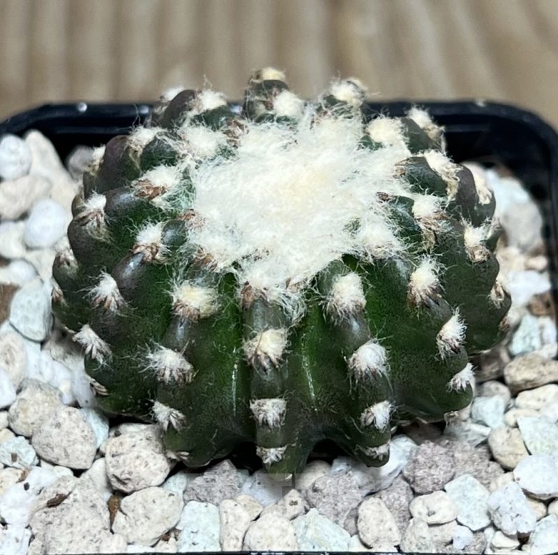 SHPR22295 Discocactus horstii – Cactus-online