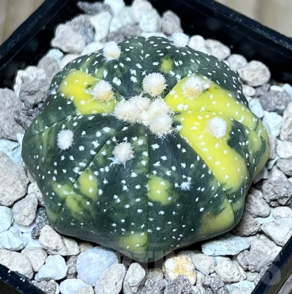 SHPR22432 Astrophytum asterias ‘Miracle’ f. variegata – Cactus-online