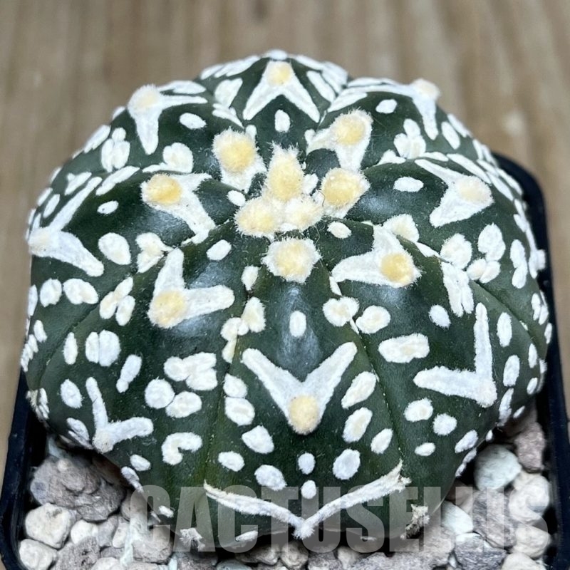 SHPR22437 Astrophytum asterias ‘Miracle’ V-Type – Cactus-online