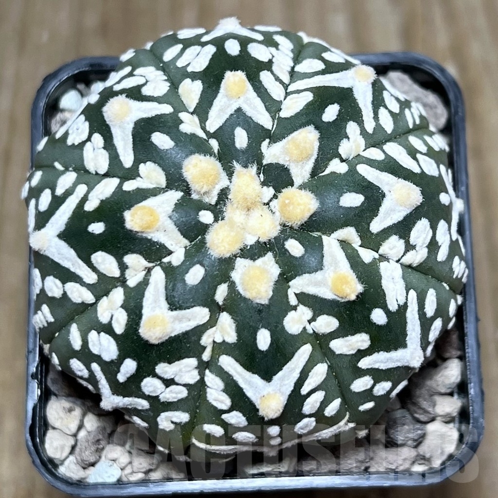SHPR22437 Astrophytum asterias ‘Miracle’ V-Type – Cactus-online