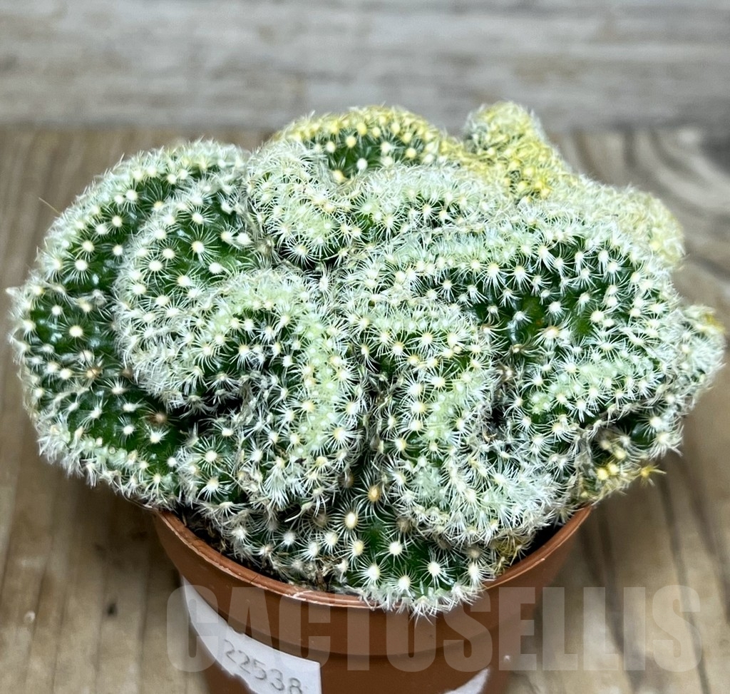 SHPR22538 Mammillaria elongata f. cristata – Кактус онлайн