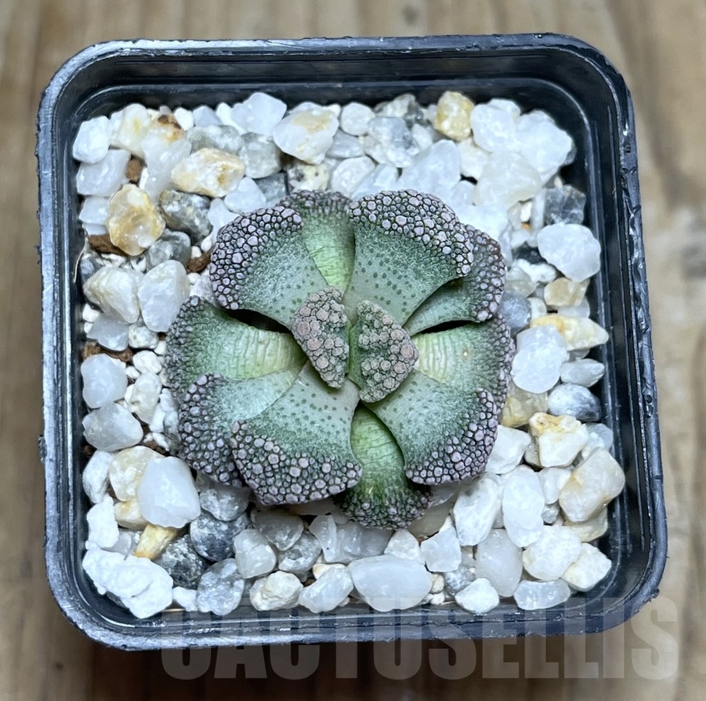 SHPR22540 Titanopsis calcarea MG 1870.04 – Cactus-online