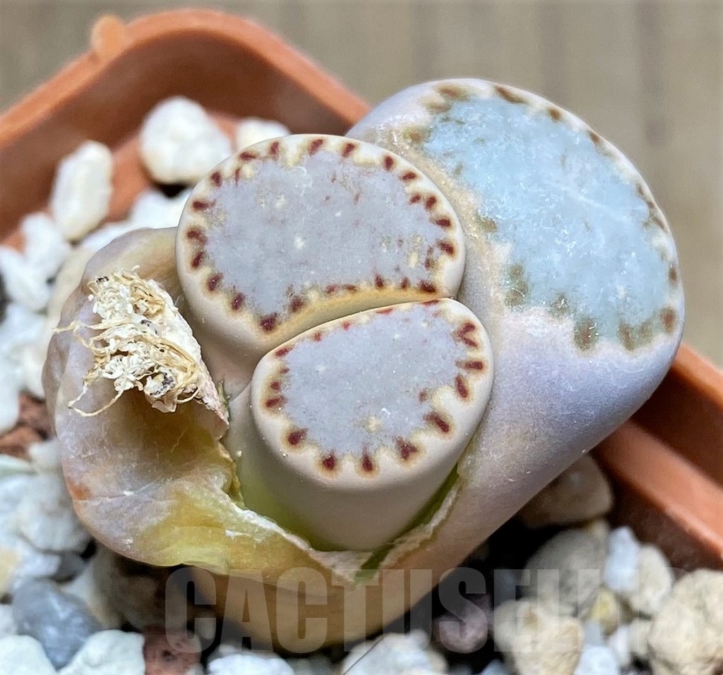SHPR23770 Lithops julii ssp. fulleri C 378 - Кактус онлайн