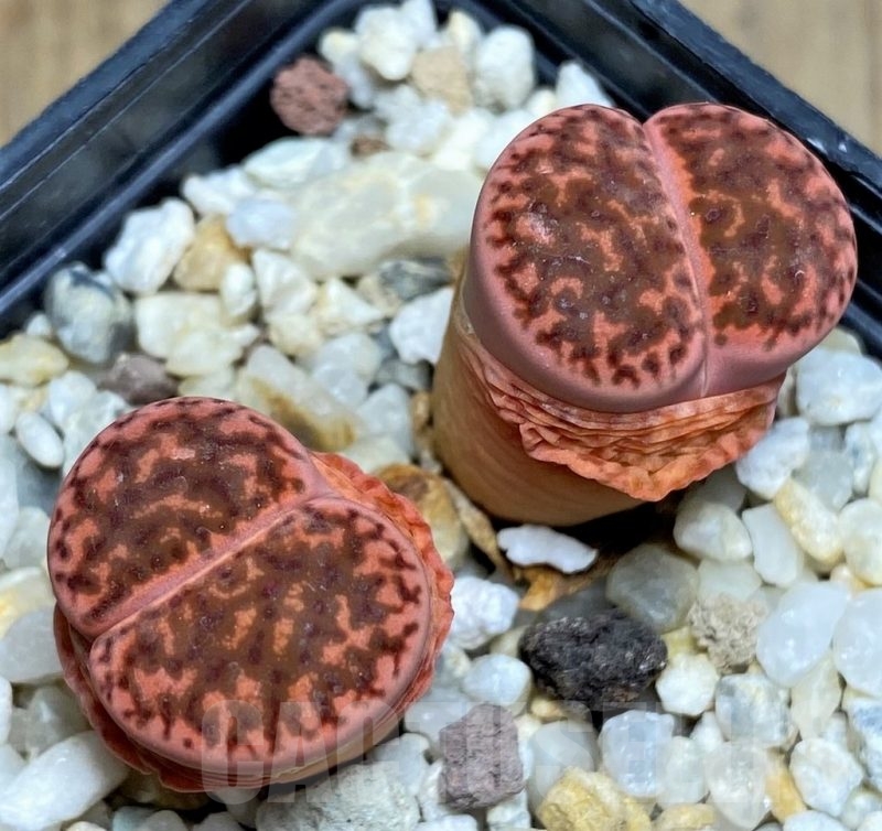 SHPR23772 Lithops bromfieldii v. glaudinae – Cactus-online