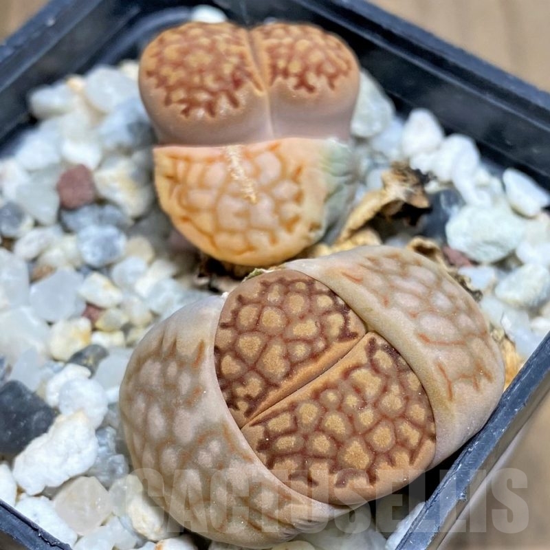 Buy Lithops plants at our online cactus and succulents shop