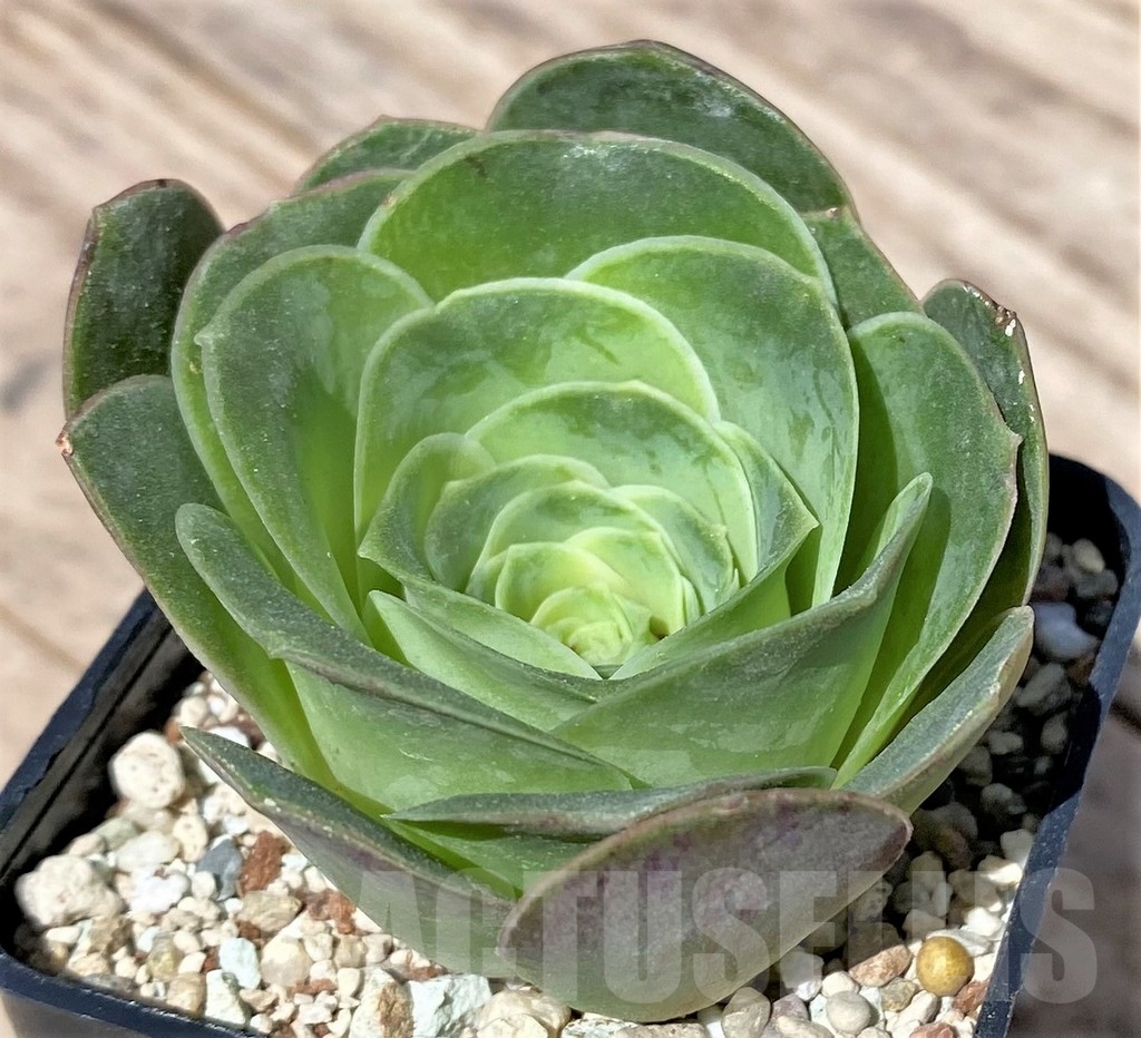 SHPR24141 Greenovia ‘Pinky Yero’ – Cactus-online