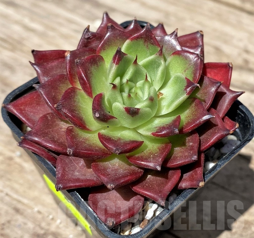 SHPR24189 Echeveria ‘Halloween’ – Cactus-online