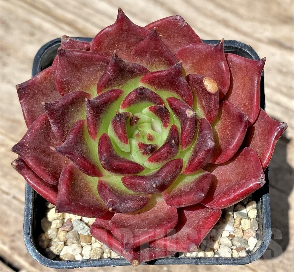 SHPR24190 Echeveria 'Halloween' - Кактус онлайн