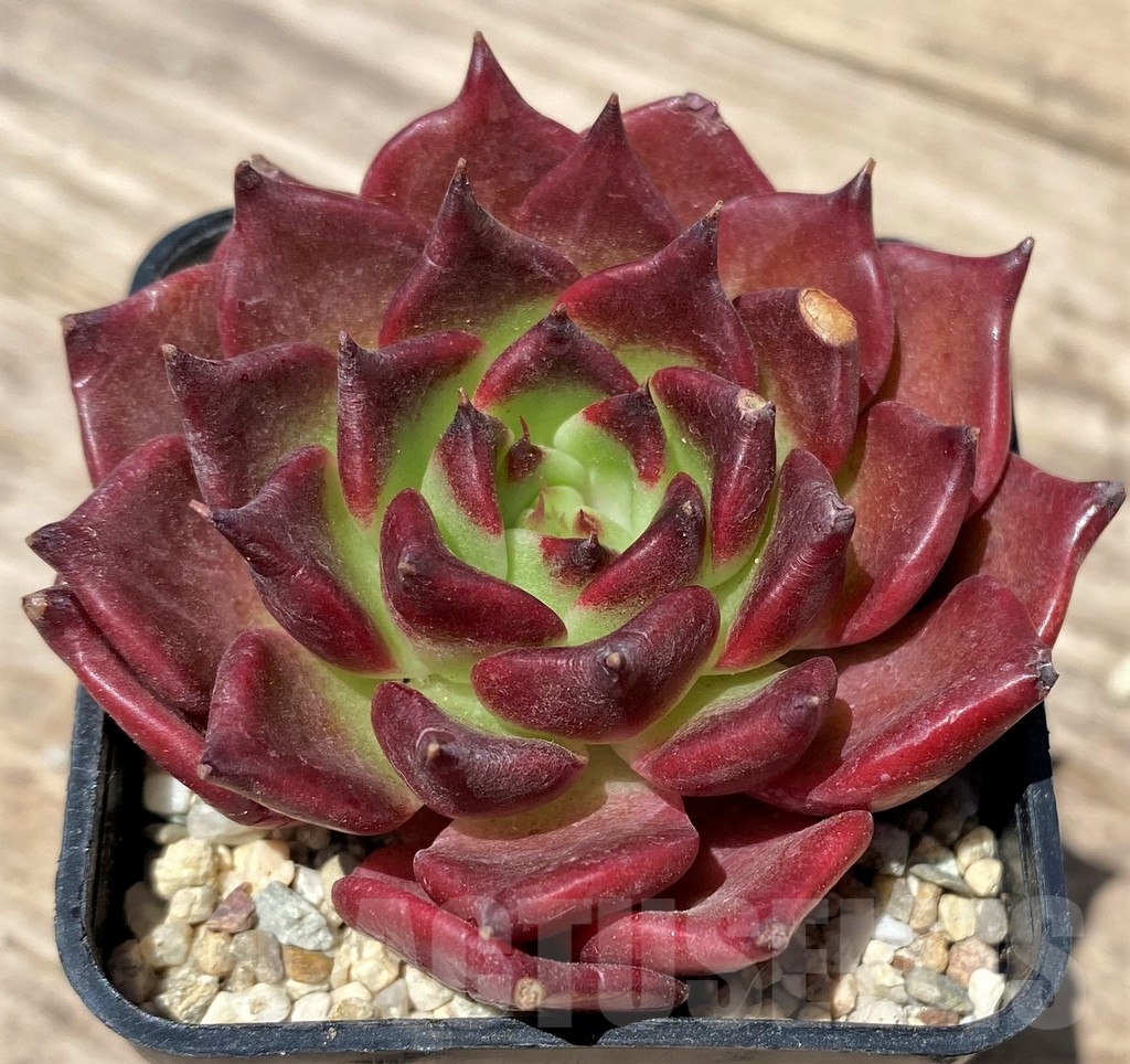 SHPR24190 Echeveria 'Halloween' - Кактус онлайн